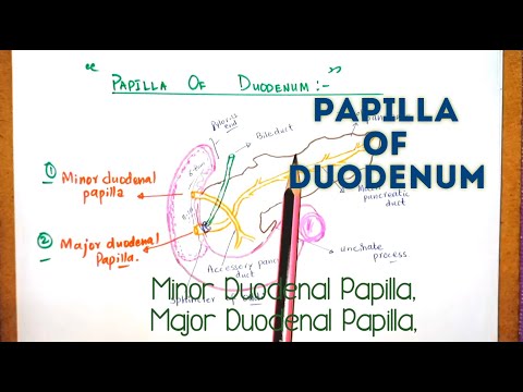 Papilla of Duodenum ; Anatomy Of Major Duodenal Papilla, Minor Duodenal Papilla.| Overview.