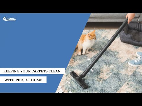 Keeping Your CARPETS Clean And Fresh With Pets at Home (Cleaning Hacks)