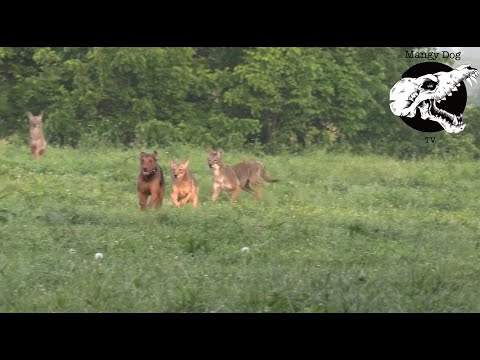 Decoying 3 Coyotes With 1 Dog - Coyote Hunting With Decoy Dog