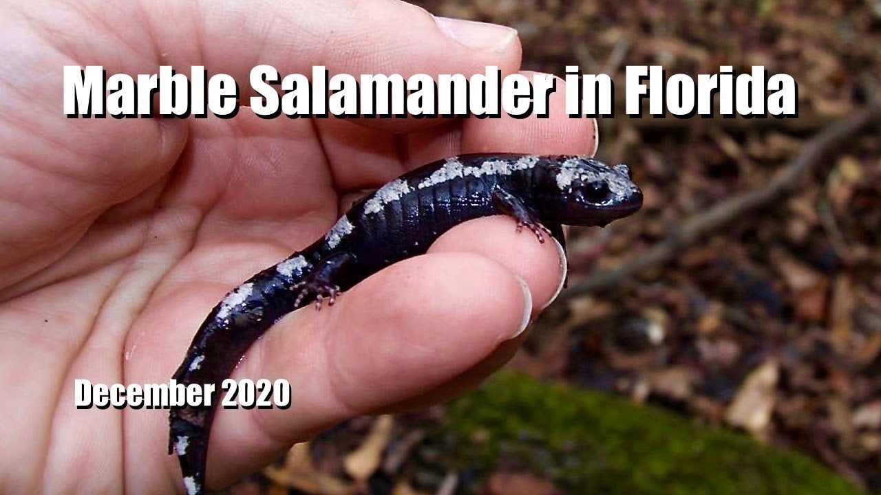 Finding Marble Salamanders in Florida