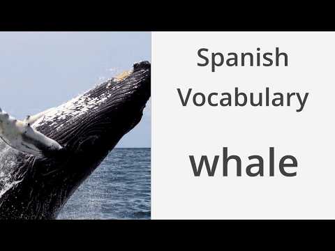 How to say "Whale" in Spanish