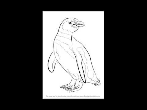 How to draw Magellanic Penguin – Drawing Tutorials