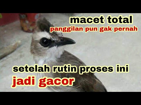 cara mengatasi trucukan yang macet bunyi total, gak pernah berkicau dan gak pernah suara panggilan