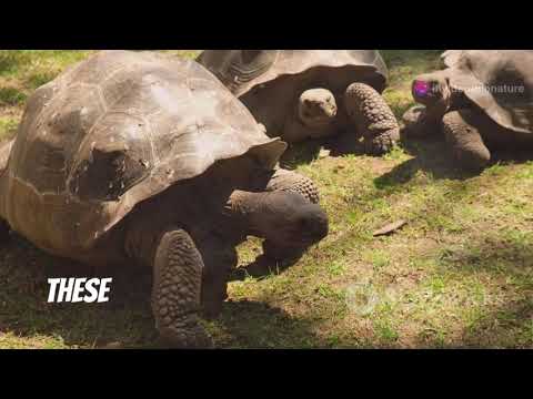 The Hilarious Life of Galapagos Giant Tortoise