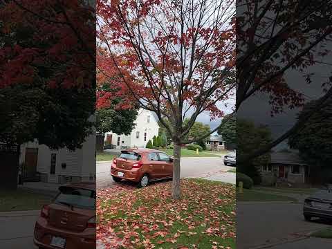 Fall season has officially begun. π #youtubeshortsvideo #fall2024 #fallcolor #canada #trending