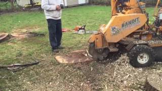 3 Best Tree Services in Laval, QC - Expert Recommendations