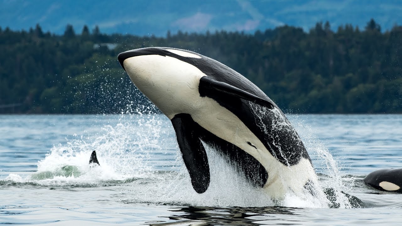 10 Hours Of Majestic Orcas From The Air And From The Boat With Nature Sounds 4K