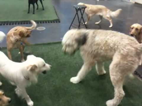 Spring 2010 Pet Play House doggie daycare & boarding Reno