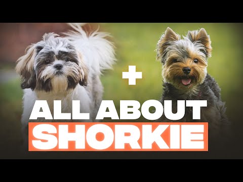 Yorkshire Terrier x Shih Tzu (Shorkie): Dog Breed Info And Facts That You Must Know