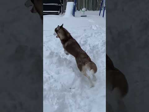 Husky Goes CRAZY Seeing New Snow Fall! #shorts #husky #dog #funny