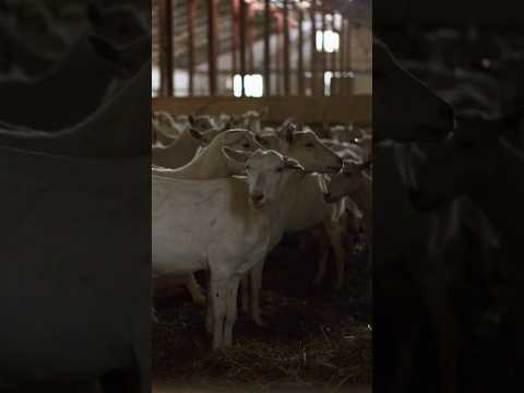 Flock Of Goat Sound
