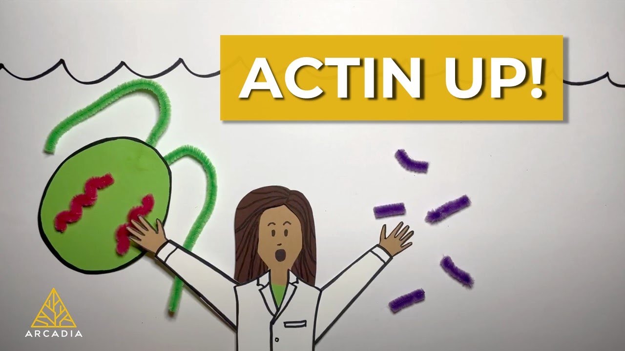 Sci Comm Hackathon: Actin up at Arcadia