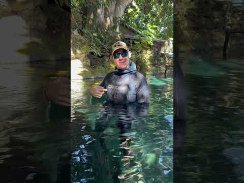 Cold water? Nope! At Everglades outpost #animaleducation #animal #reptile #gator #alligator