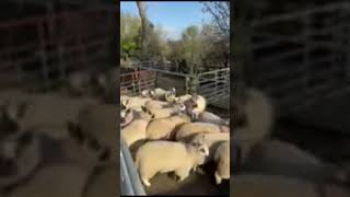 Sheep for Sale & Wanted | Border Livestock Exchange