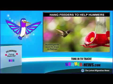 MARCH 3 HUMMINGBIRD SPRING MIGRATION NEWS REPORT #birds #hummingbird #migration