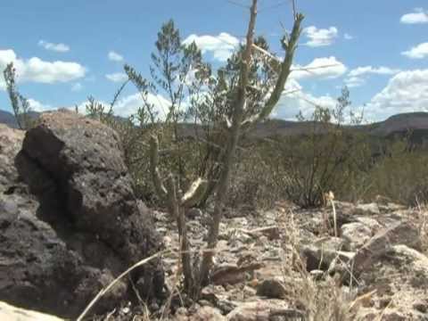 Transpecos (2016) Cast, Crew, Synopsis and Movie Info