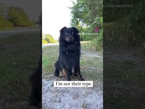 #dog #australianshepherd #aussie #aussies #dogbreed #dogs #cute #puppy #cutedog #funny