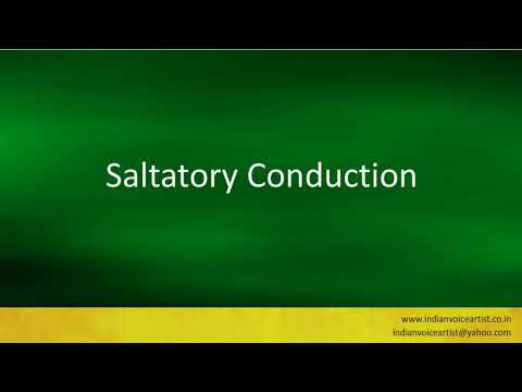 Pronunciation of the word(s) "Saltatory Conduction".