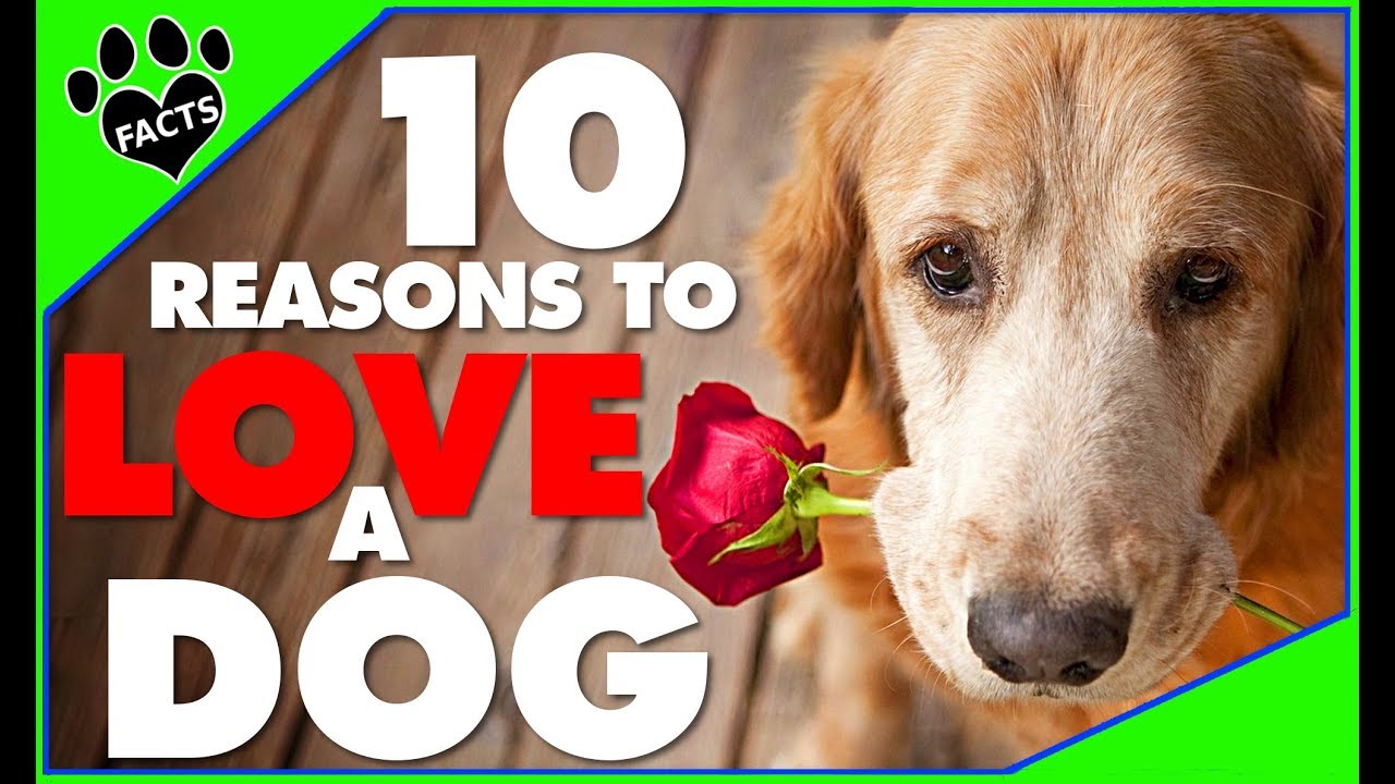 Why I Love My Dog - 10 Reasons to Love Dogs