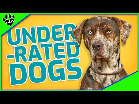 Top 7 Underrated Dog Breeds: What Are the Least Popular Dogs 101