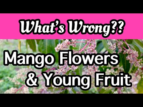 What's Wrong?? Mango Flowers & Young Fruit
