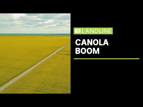 Near-record prices for canola | Landline