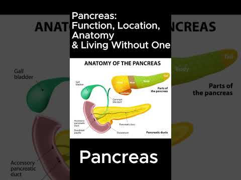 Pancreas:Anatomy,functions,blood supply, innervation#youtubeviral#youtubefeed#yotubevideo#@Kainat66.