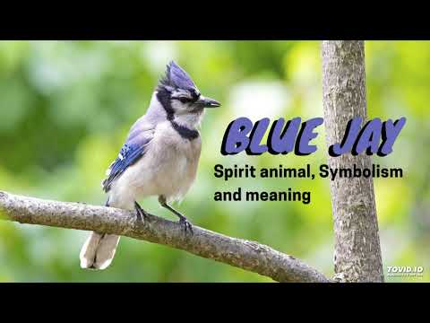 Blue Jay โ Spirit Animal, Symbolism and Meaning
