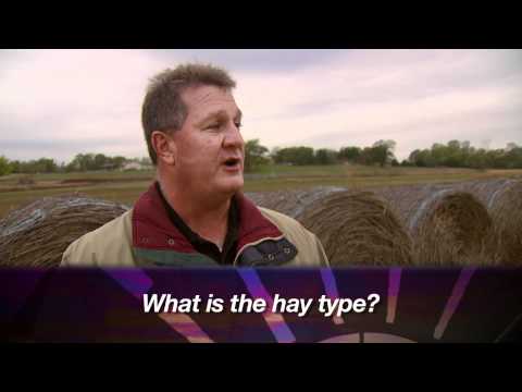 Buying Unknown Hay