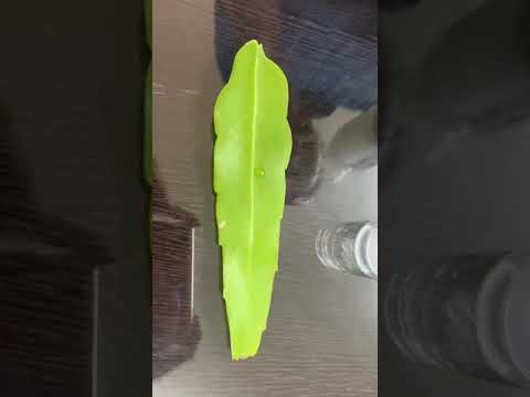 Silicone Spreader - Silicon Spreader Sticker Latest Price ...