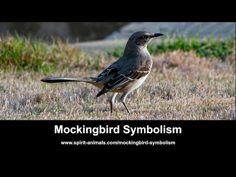 Mockingbird Symbolism