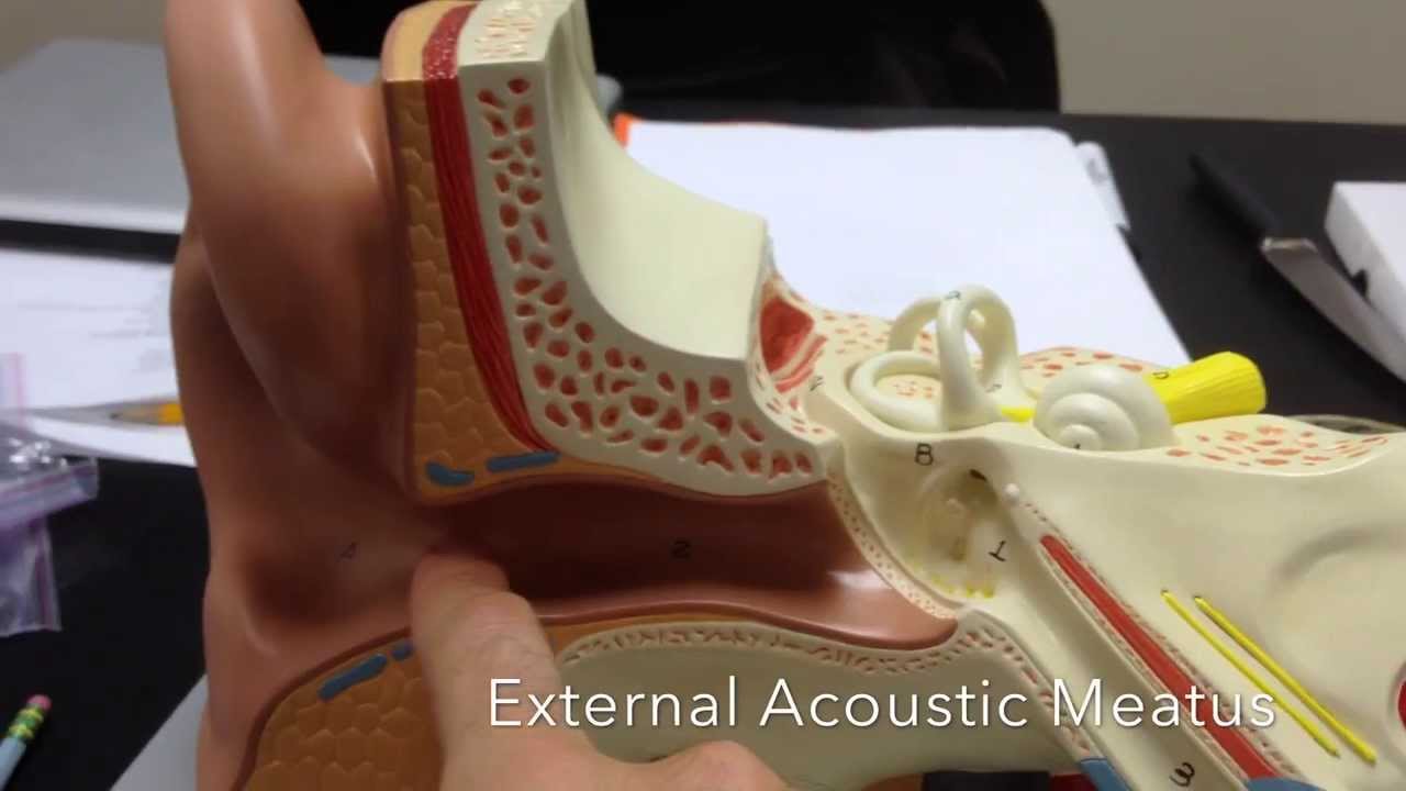 Ear model anatomy  with labels- Auditory apparatus - Hearing model-
