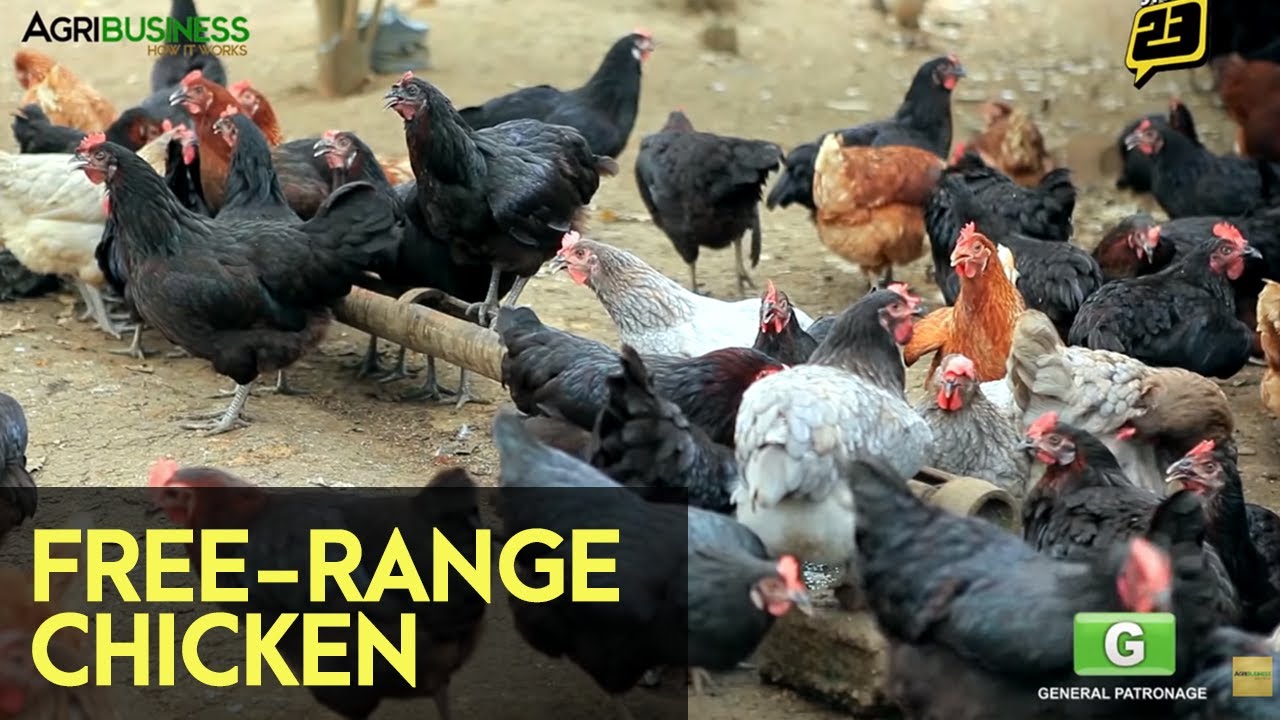 Free-Range Chicken Farming - FULL Version with English Subtitles | Agribusiness How It Works