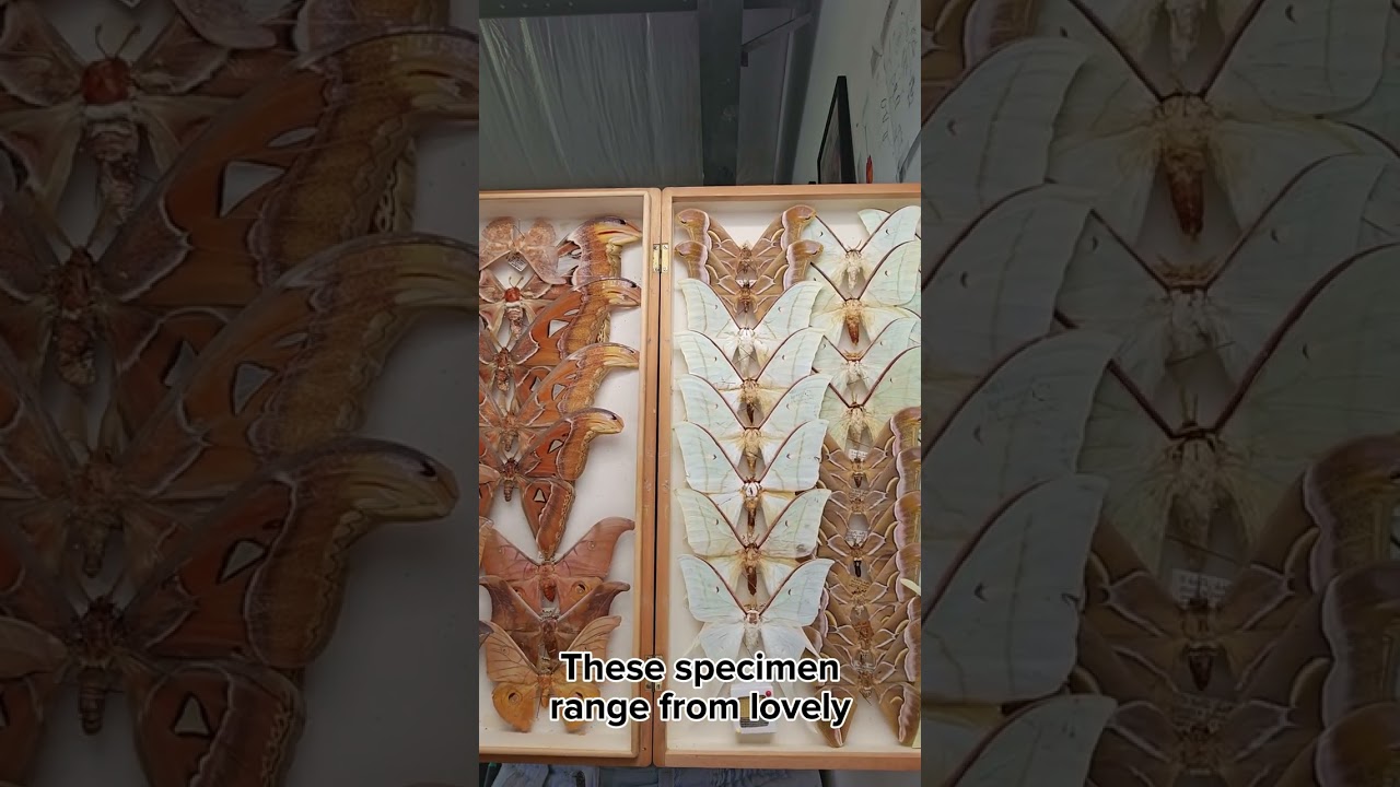 National Moth Week - 90's Showcase