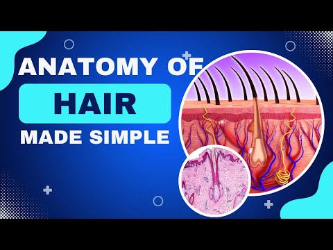 Hair anatomy | hair follicle | hair shaft | everything about hair