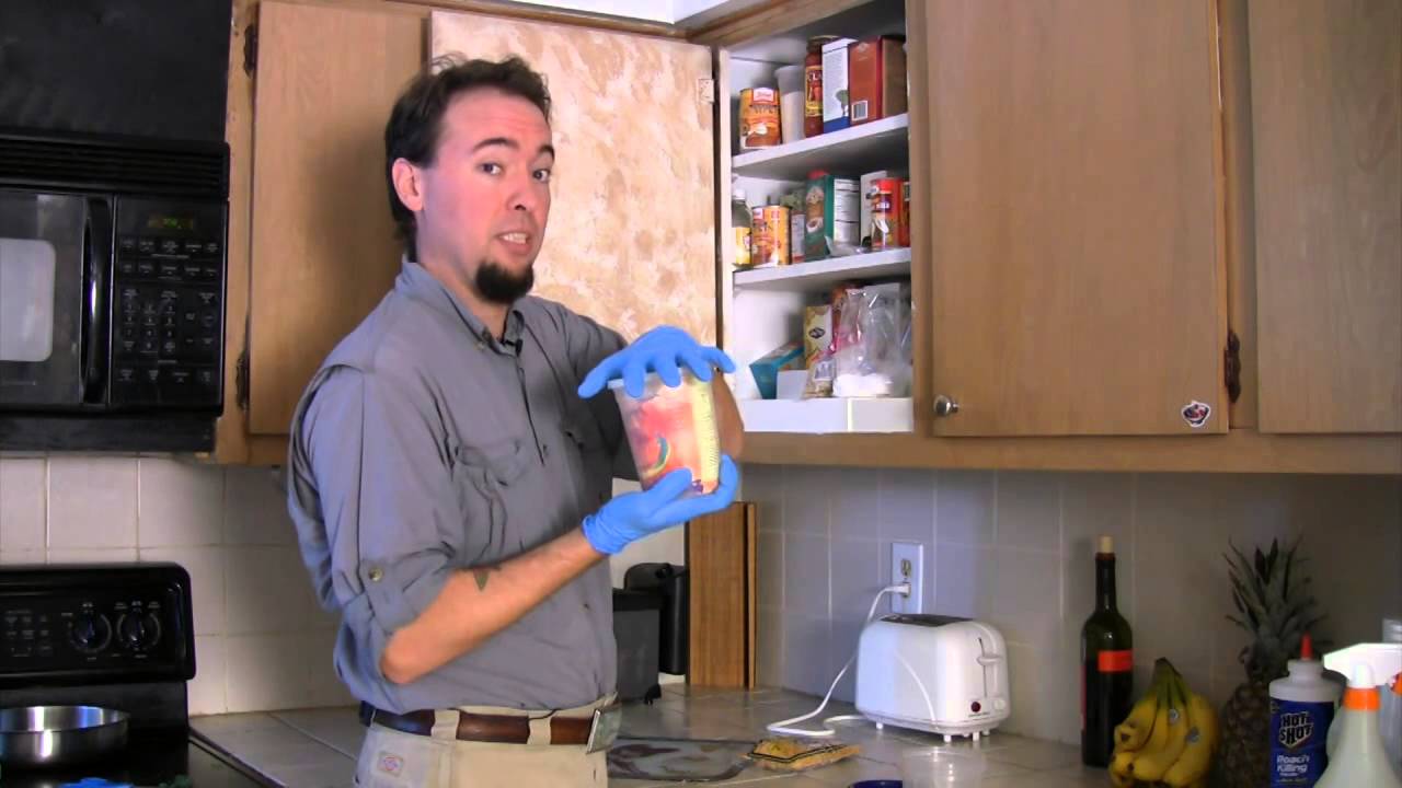 How to Identify Pantry Pests