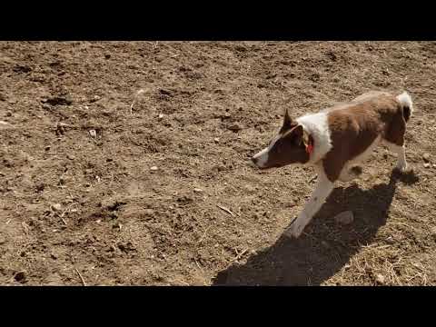 Inside Flanks on a Stockdog