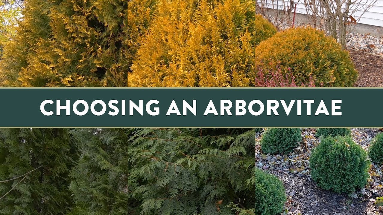 Choose the right Arborvitae for you and your Garden