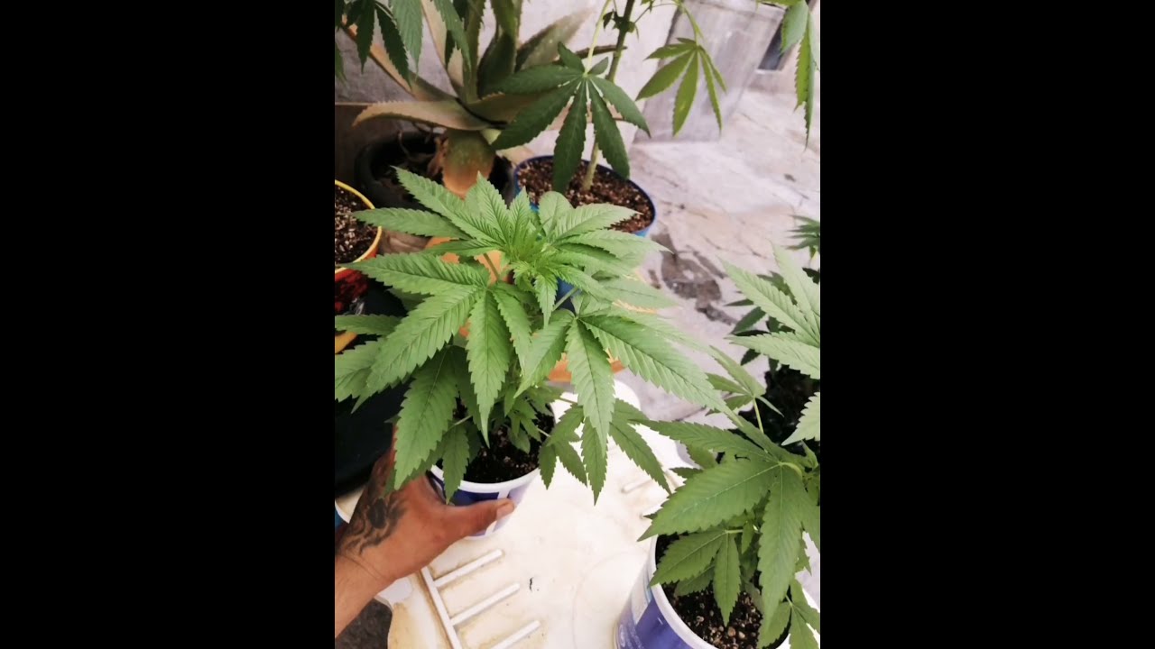 Lo esencial para el cultivo 🌱 parte 1