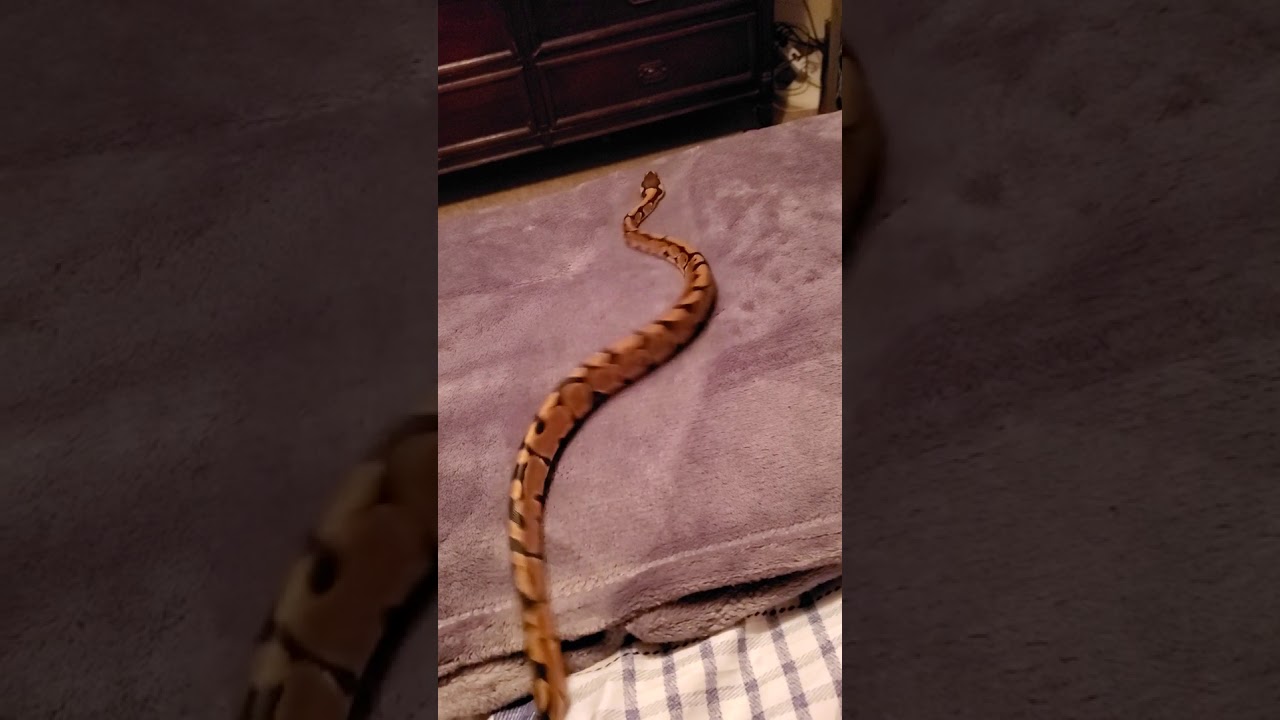 Snek zoomies vs. Fleece blanket