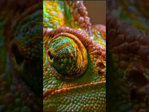 Cameleon