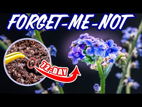 Growing Forget Me Not Flower From Seed Time Lapse (72 Days)