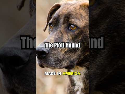 The Origins of the Plott Hound 🔥