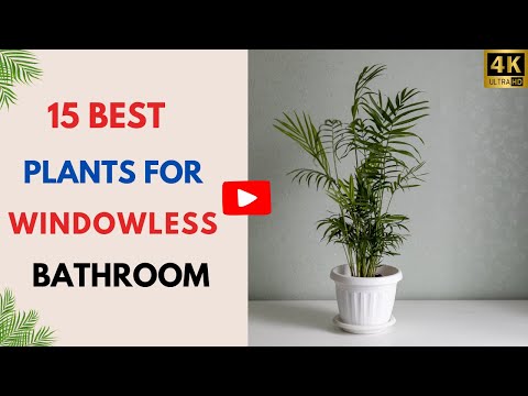 15 Best Plants for Windowless Bathroom with Names | Indoor Plants