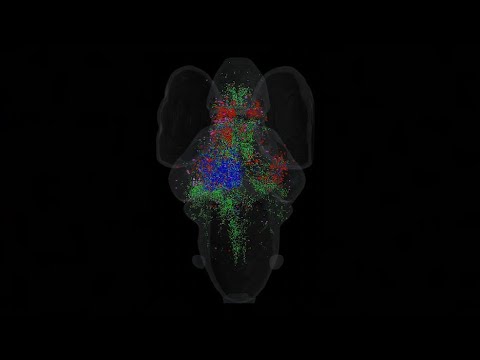 Decoding sensory brain networks: A quick take at SfN with Ethan Scott