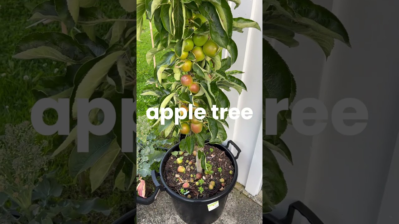 🍎 Best Fruit Trees to Grow in Pots – Perfect for Small Spaces! 🌿✨