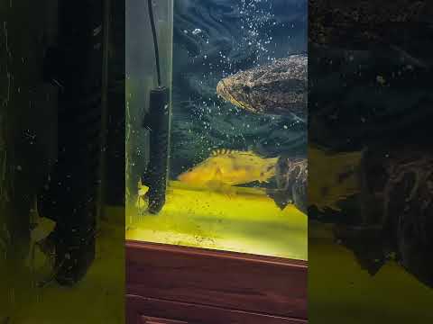 Sneak attack from behind by the snakehead fish #PredatoryFish