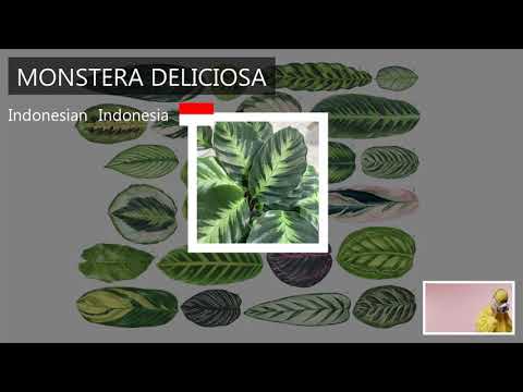 Calathea Misto pronunciation in multiple languages