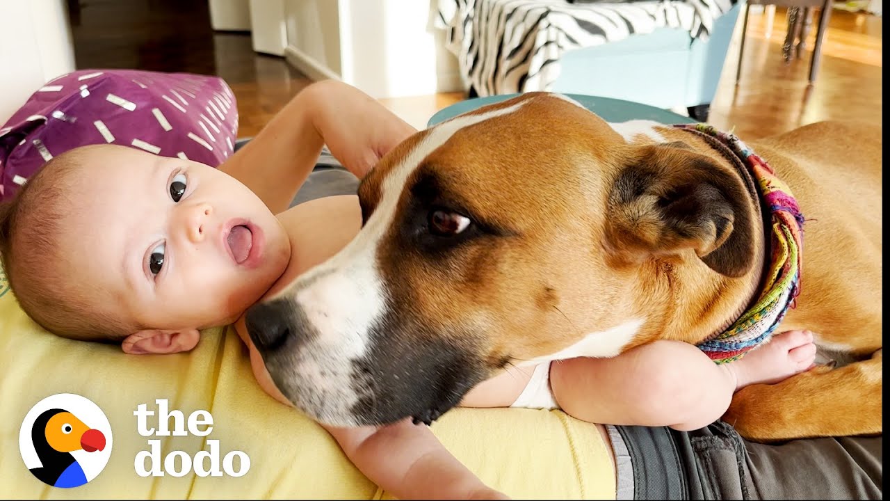 Wild Dog and Tiny Baby Become Best Friends: This Is the Secret of Their ...