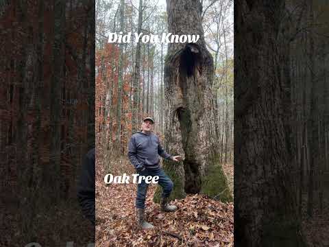Discover How to Estimate a Tree's Age Without Drilling #fok